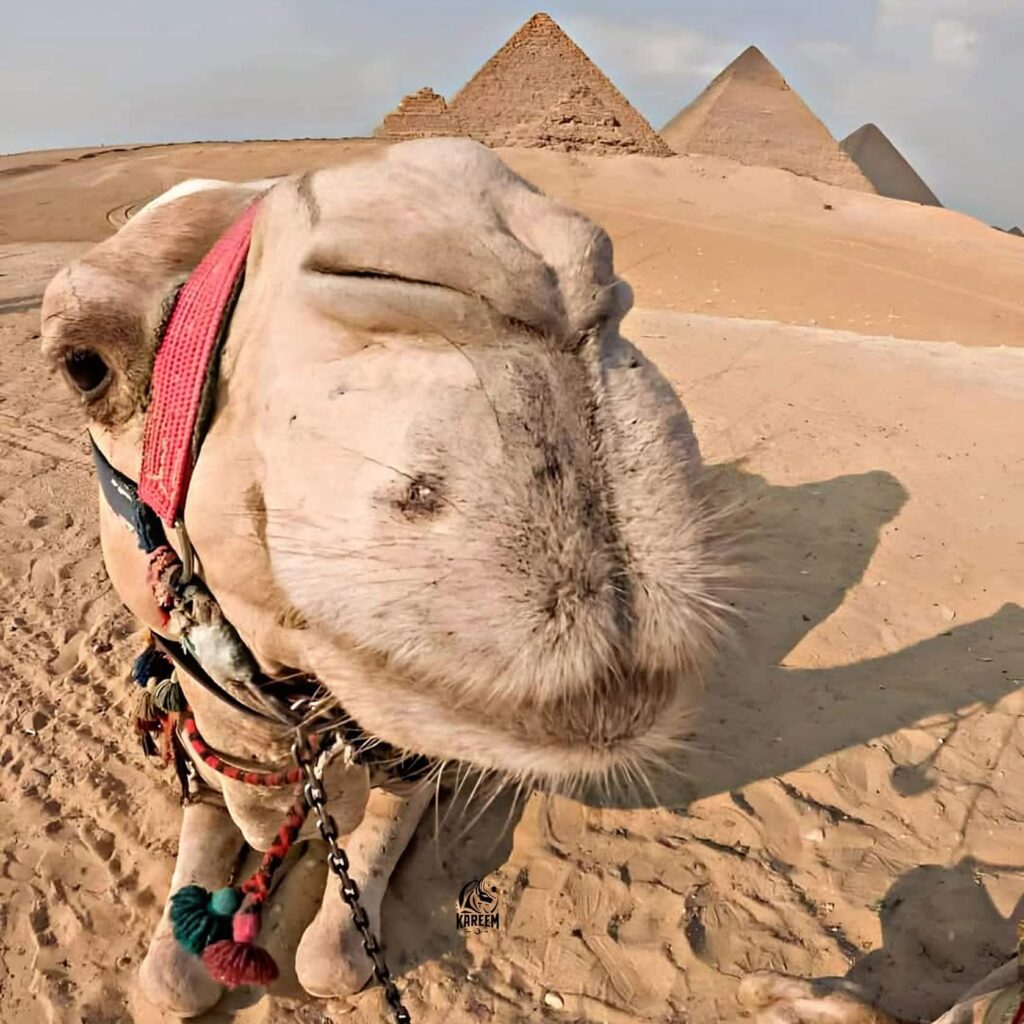 Best Time to Visit Egypt Guide | Expedition Egypt